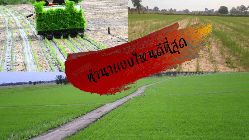 ทำนาแบบไหนดีที่สุด วิธีการทำนาที่ดีที่สุด - อีสานร้อยแปด